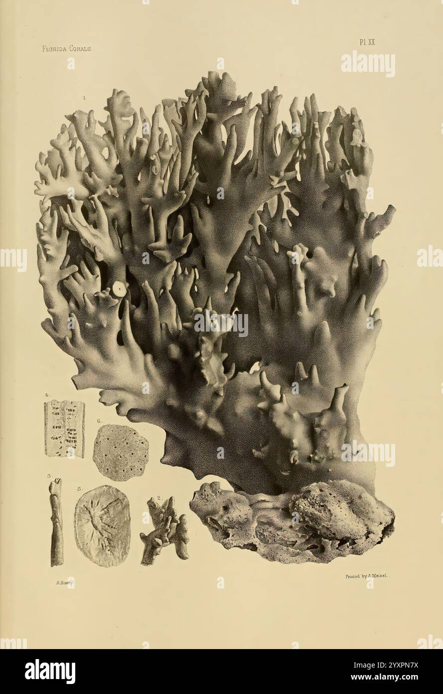 Prominent coral structure hi-res stock photography and images - Alamy