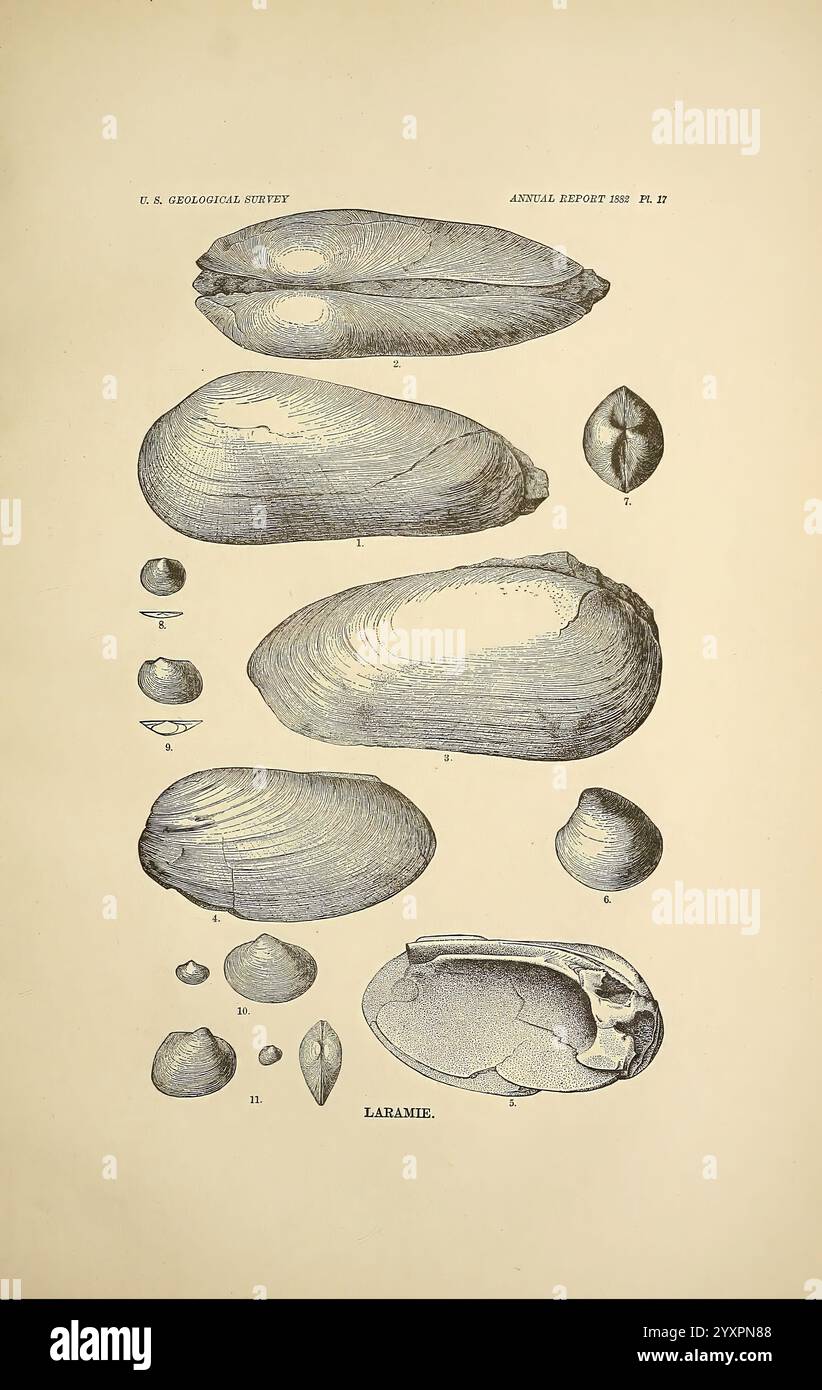 A review of the non-marine fossil Mollusca of North America, Washington ...