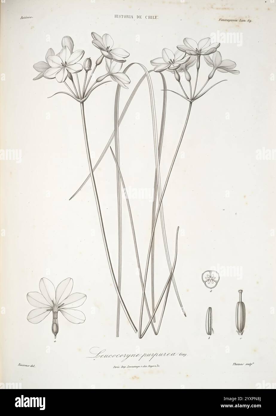 Luzuriaga papaveroides hi-res stock photography and images - Alamy