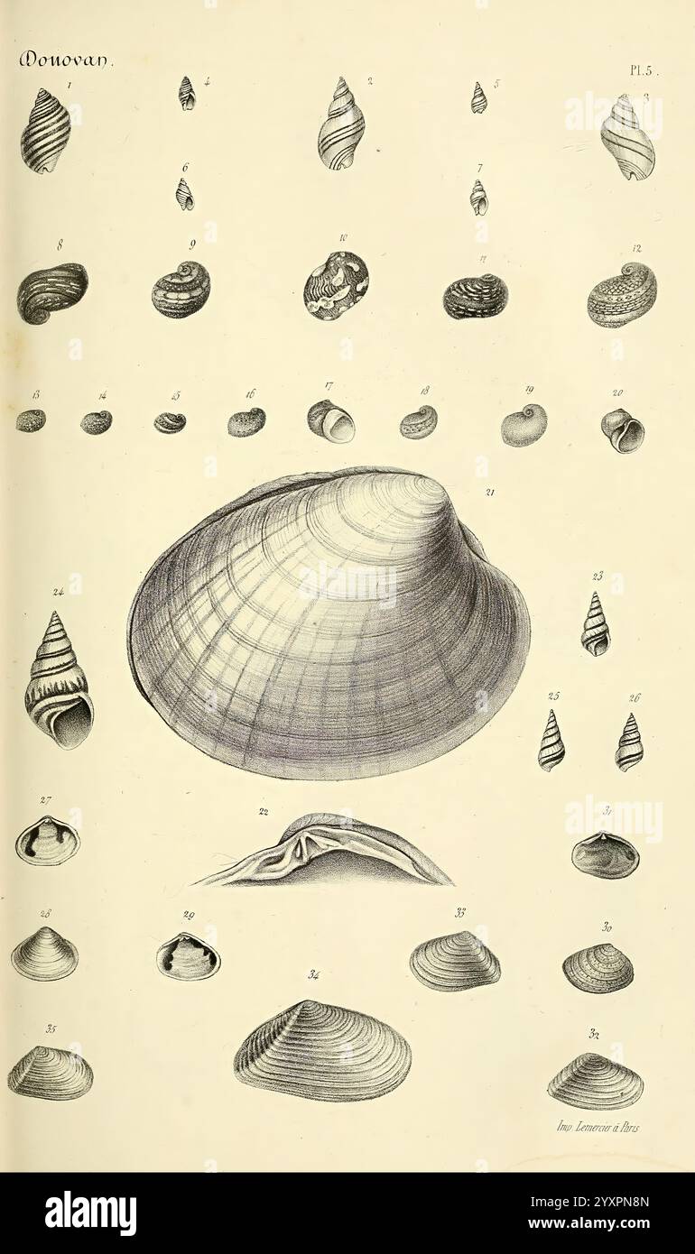 Bibliothèque, conchyliologique, Paris, A. Franck, 1845-1846, shells ...