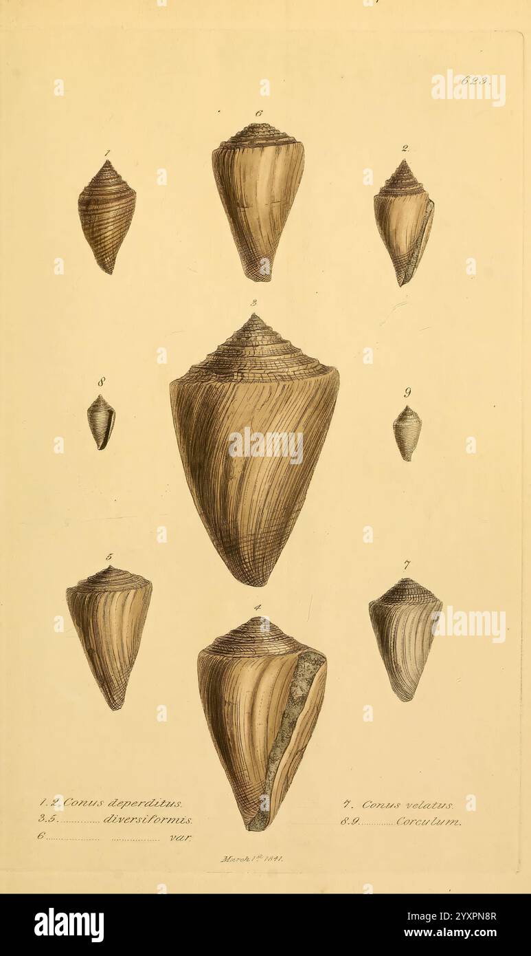 The mineral conchology of Great Britain, London, Printed by B. Meredith ...