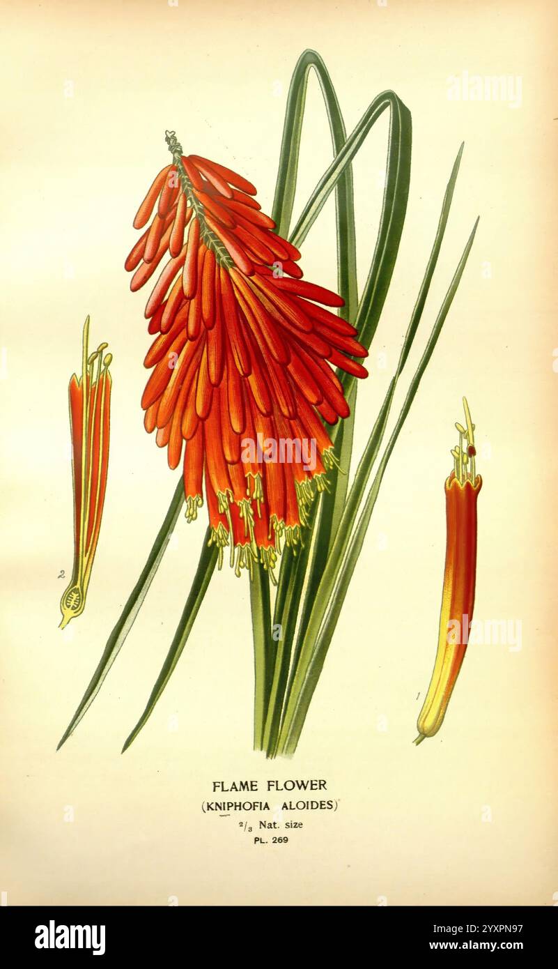 Plants dramatic appearance hi-res stock photography and images - Alamy