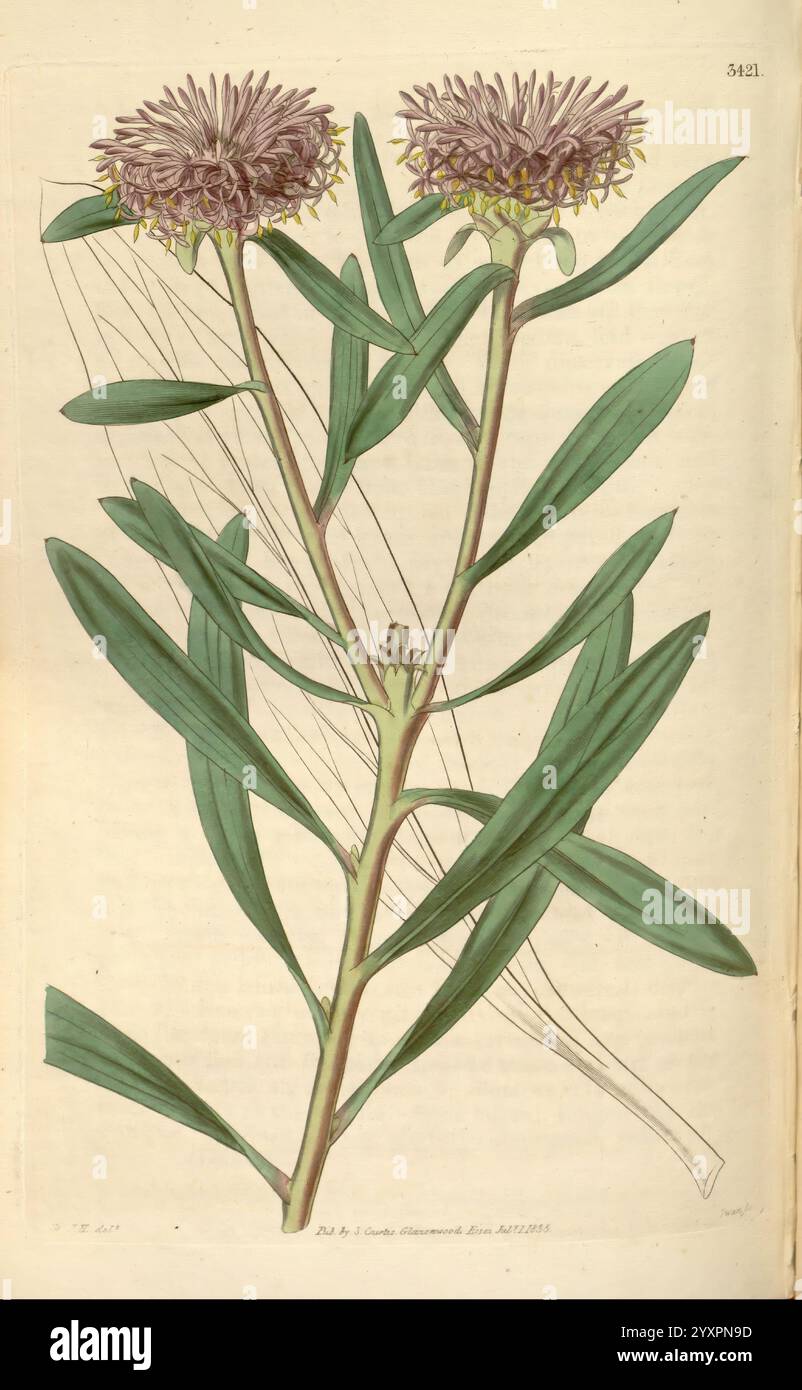 Multi layered flower heads hi-res stock photography and images - Alamy