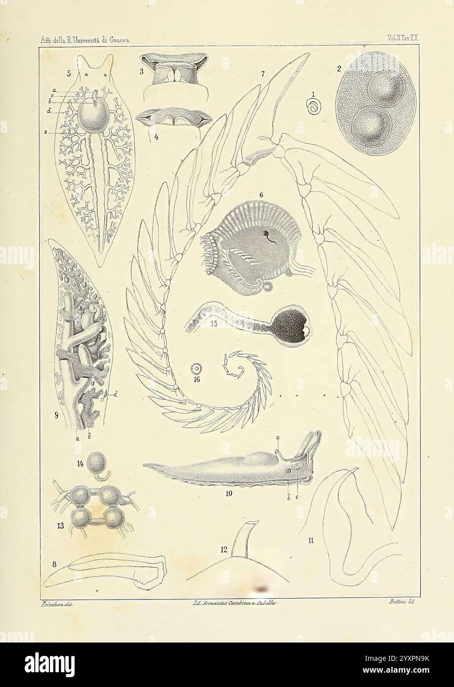 Documenting aquatic life hi-res stock photography and images - Alamy