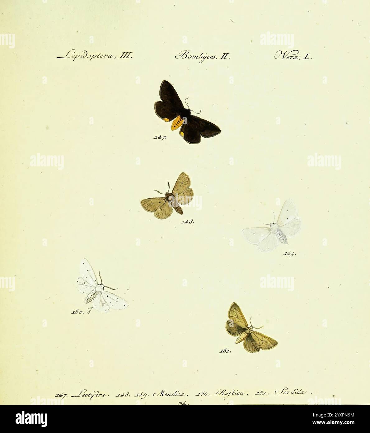 Illustration features two distinct butterflies hi-res stock photography ...