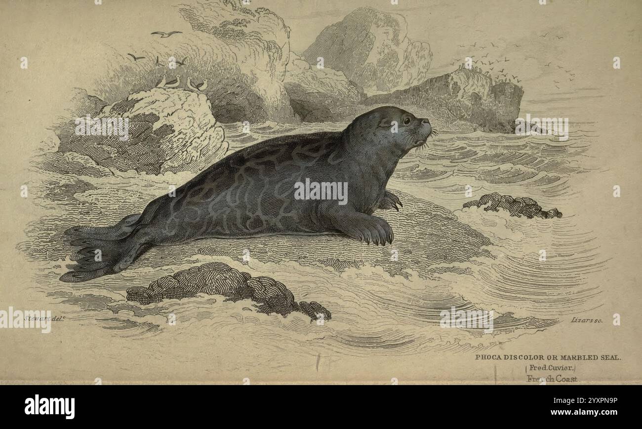 Marbled seal rests hi-res stock photography and images - Alamy