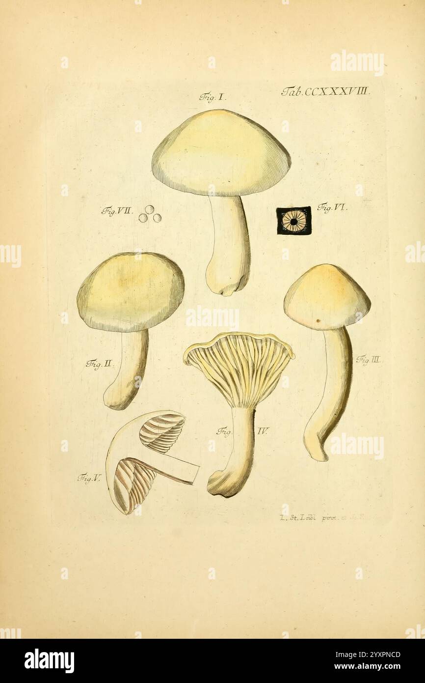 Fungorum qui in Bavaria et Palatinatu circa Ratisbonam nascuntur icones ...