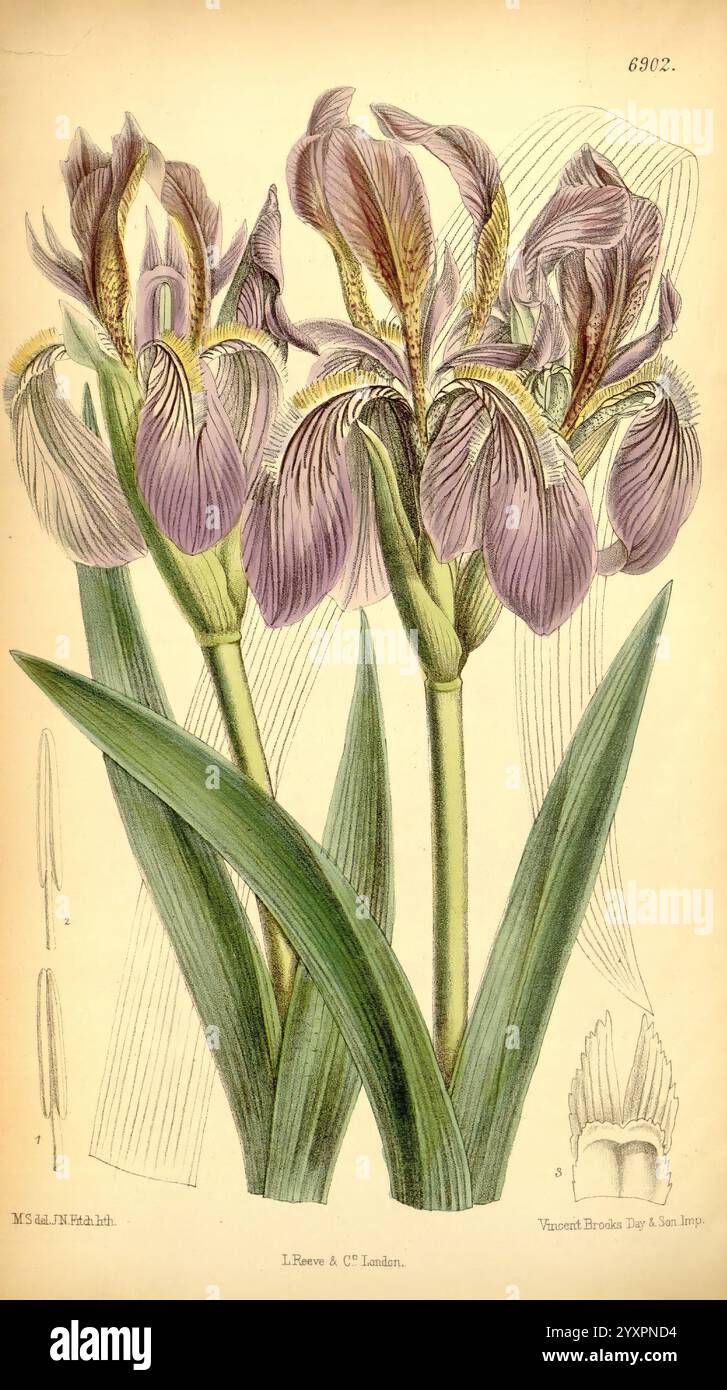 Detailed line work outlines hi-res stock photography and images - Alamy