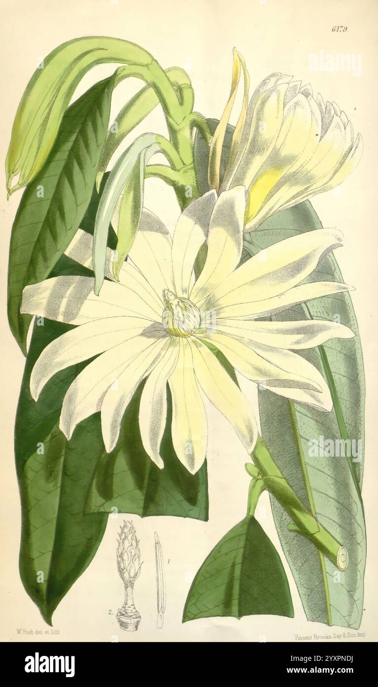 Curtis's Botanical Magazine London New York etc. botanical illustration ...