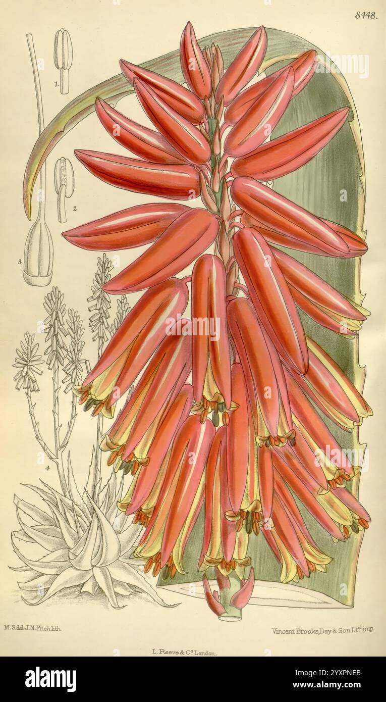 Curtis's Botanical Magazine London New York Botanical Illustration ...