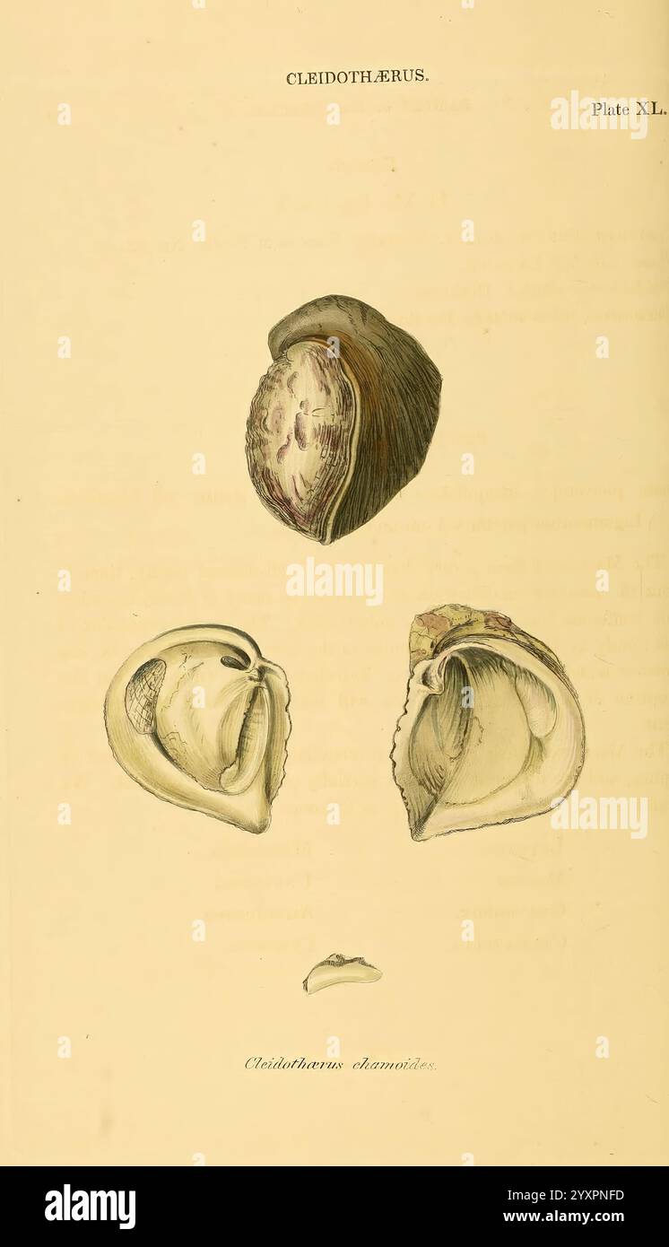 Conchologia systematica, or Complete system of conchology London ...