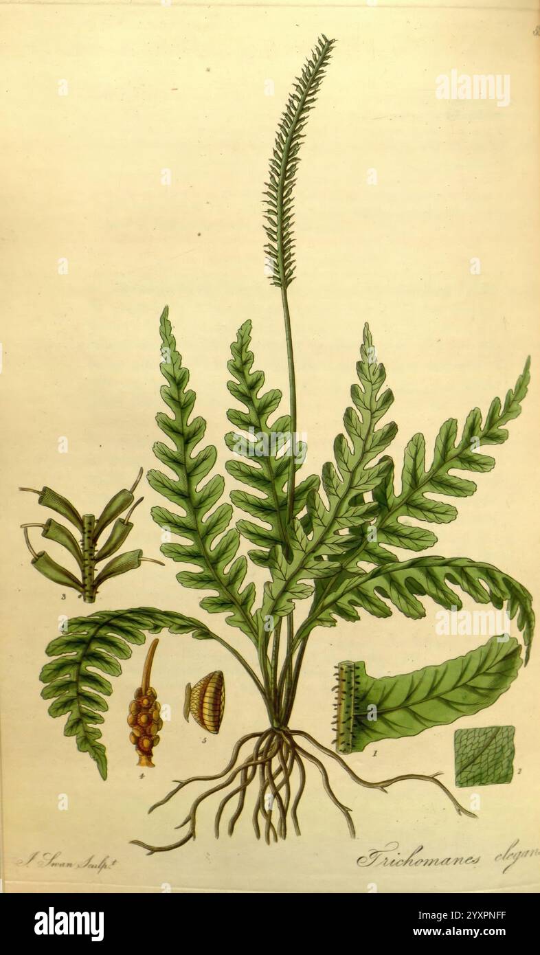 Characteristic fern morphology hi-res stock photography and images - Alamy