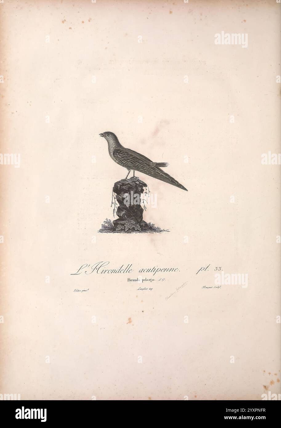 Histoire naturelle des oiseaux de l'Amérique Septentrionale A Paris ...