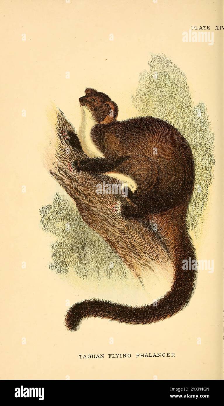 A hand-book to the Marsupialia and Monotremata London, E. Lloyd, 1896 ...
