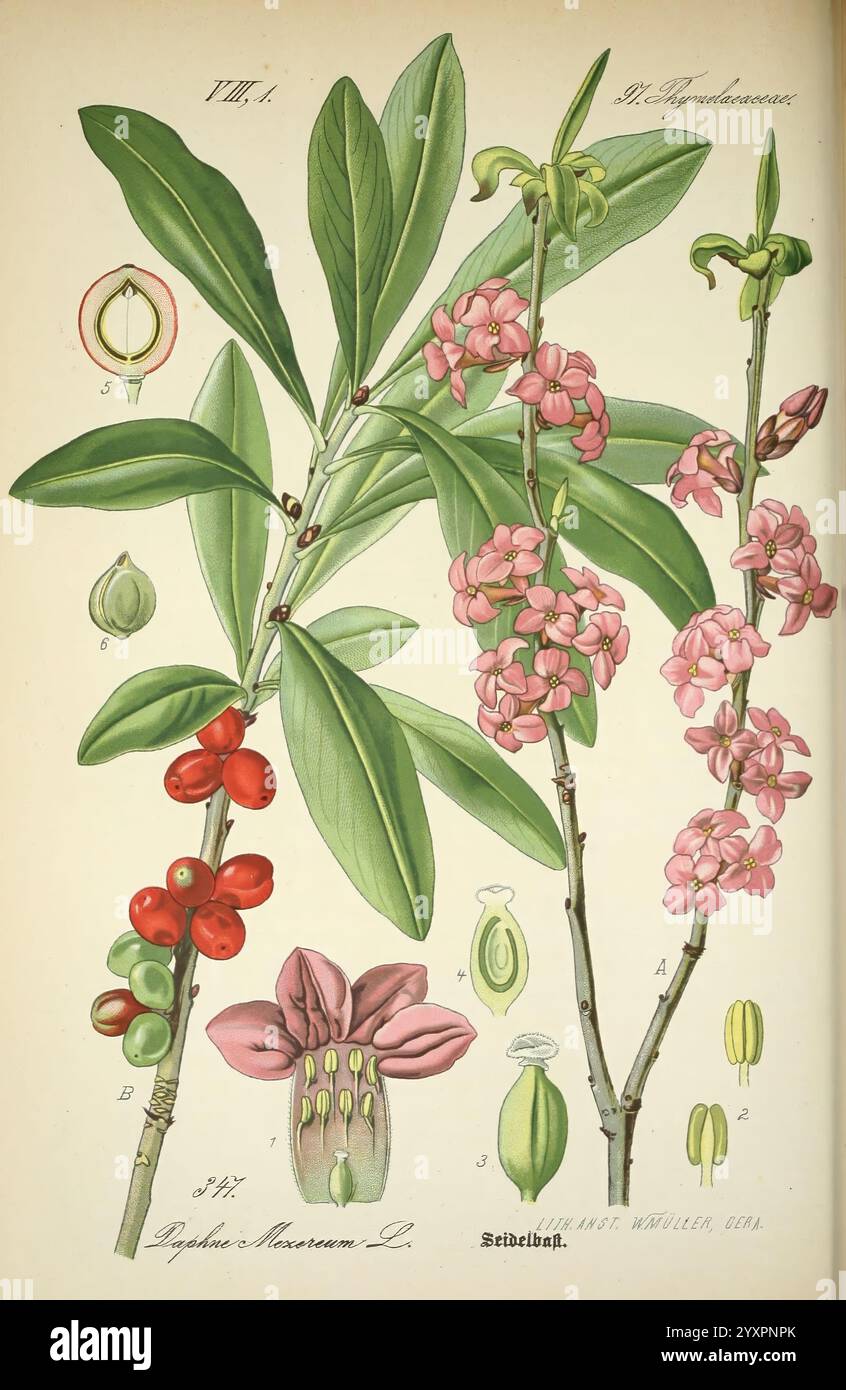 Prof. Dr. Thomé's Flora von Deutschland, Österreich und der Schweiz, in ...