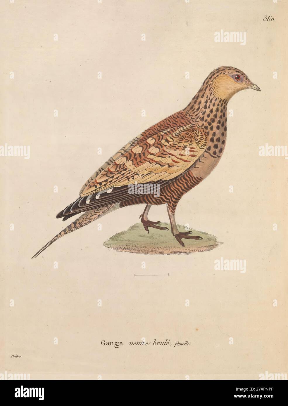 Nouveau recueil de planches coloriées d'oiseaux A Strasbourg Chez ...