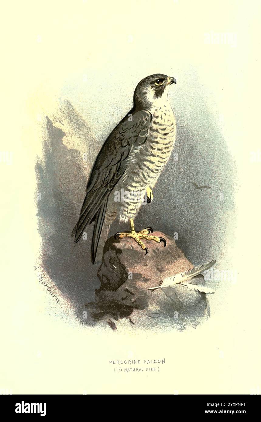 Familiar wild birds, London, New York, Cassell, 1883, birds ...