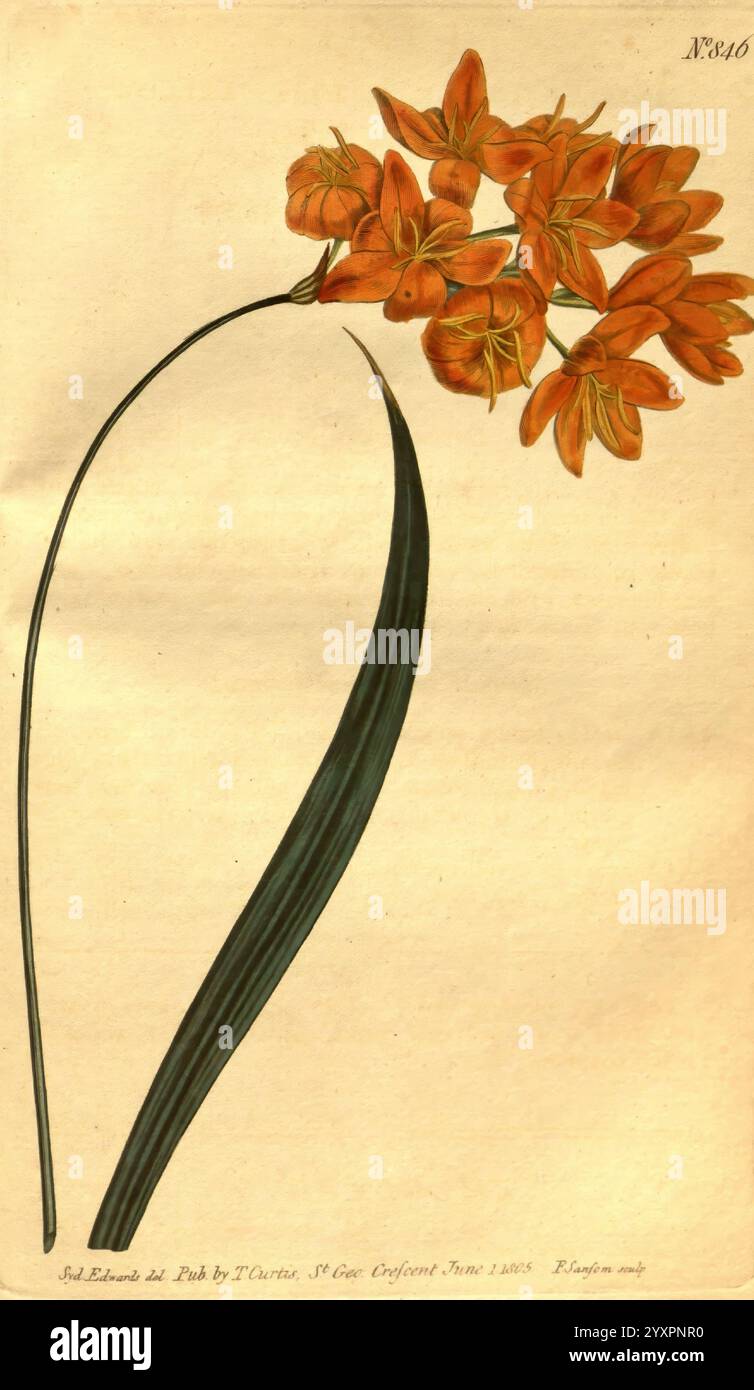 Family iridaceae ixia polystachya var lutea south africa sydenh hi-res ...