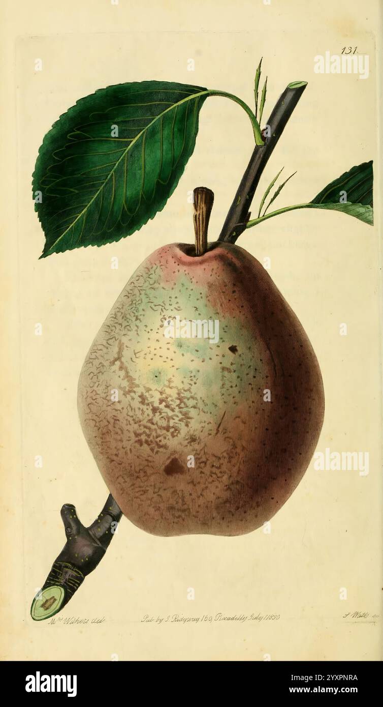 Elegantly extends hi-res stock photography and images - Alamy