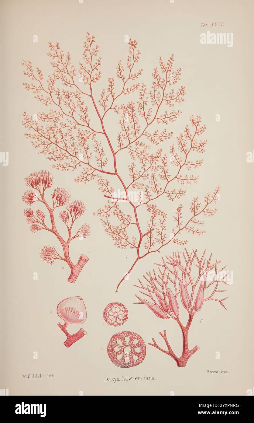 Branching specimen exhibits fine filaments hi-res stock photography and ...