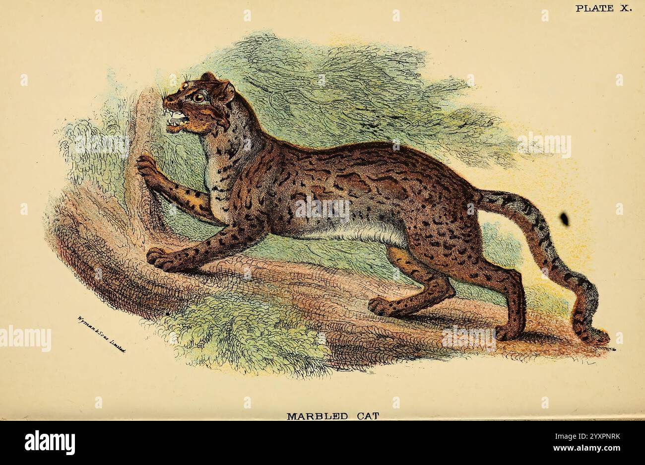 Animals distinctive coat features hi-res stock photography and images ...