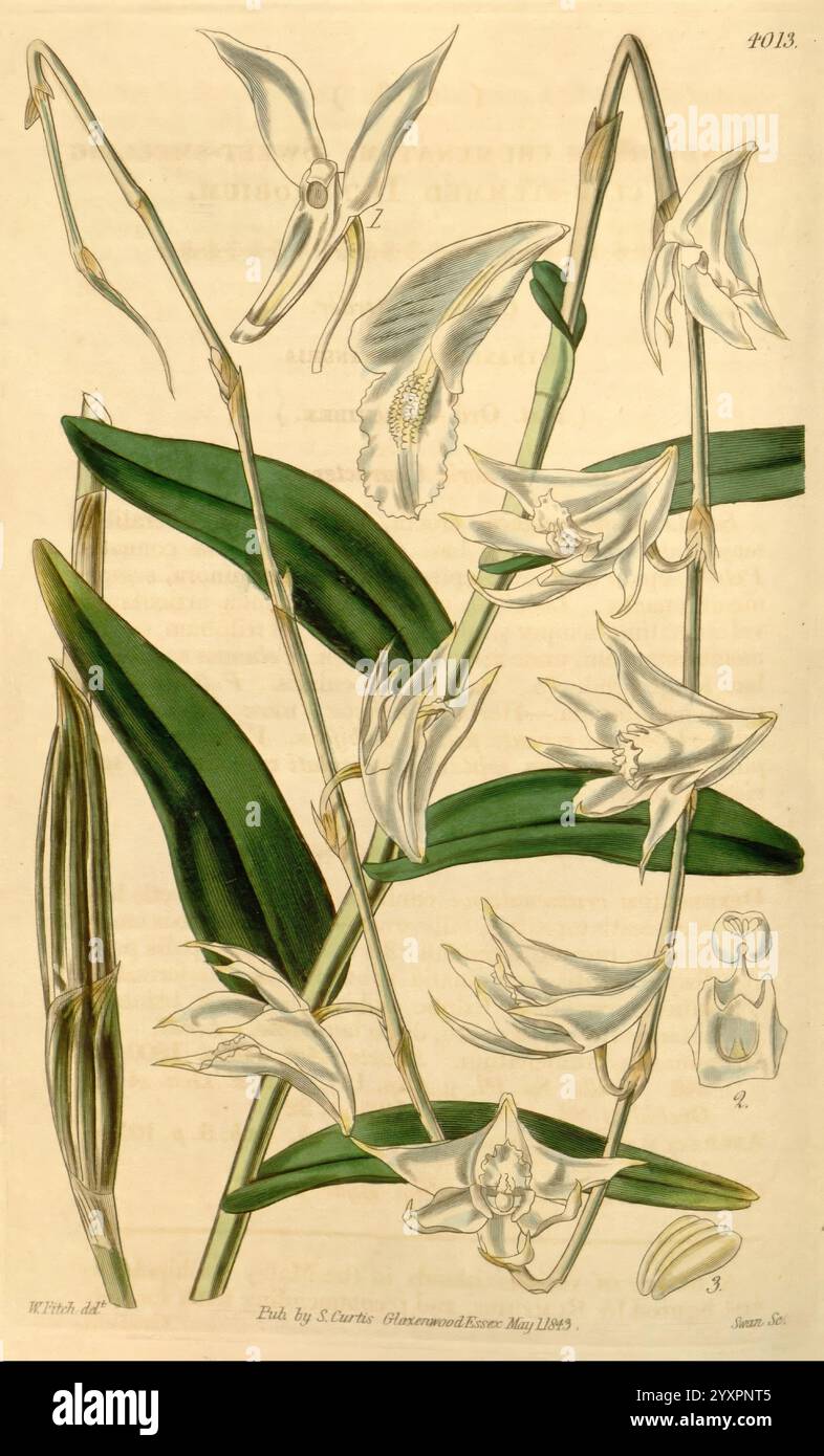 Curtis's Botanical Magazine London New York Botanical Illustration ...