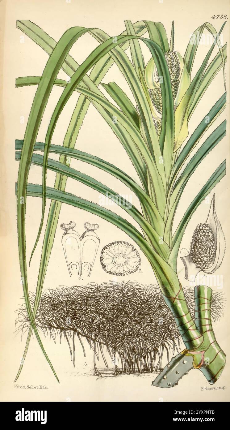 Curtis's Botanical Magazine, London, New York, botanical illustration ...