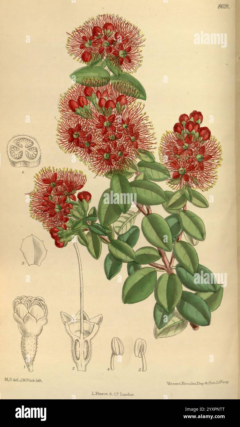 Curtis's Botanical Magazine, London, New York, botanical illustration ...