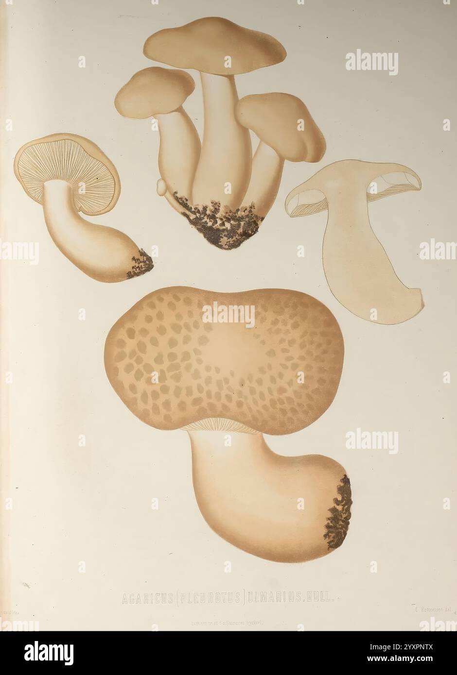 Three different mushroom forms hi-res stock photography and images - Alamy