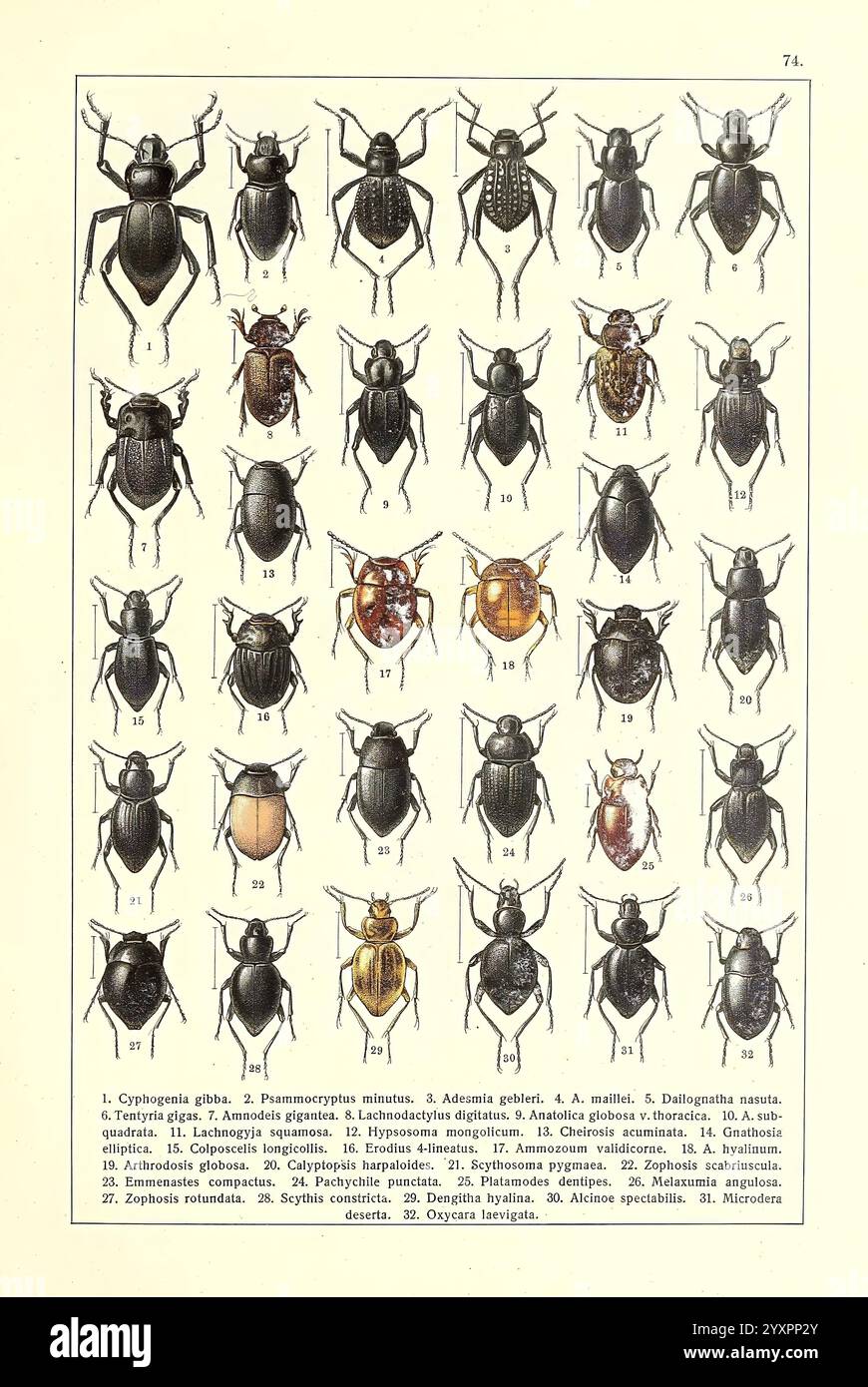 Visual identifies numerous species hi-res stock photography and images ...