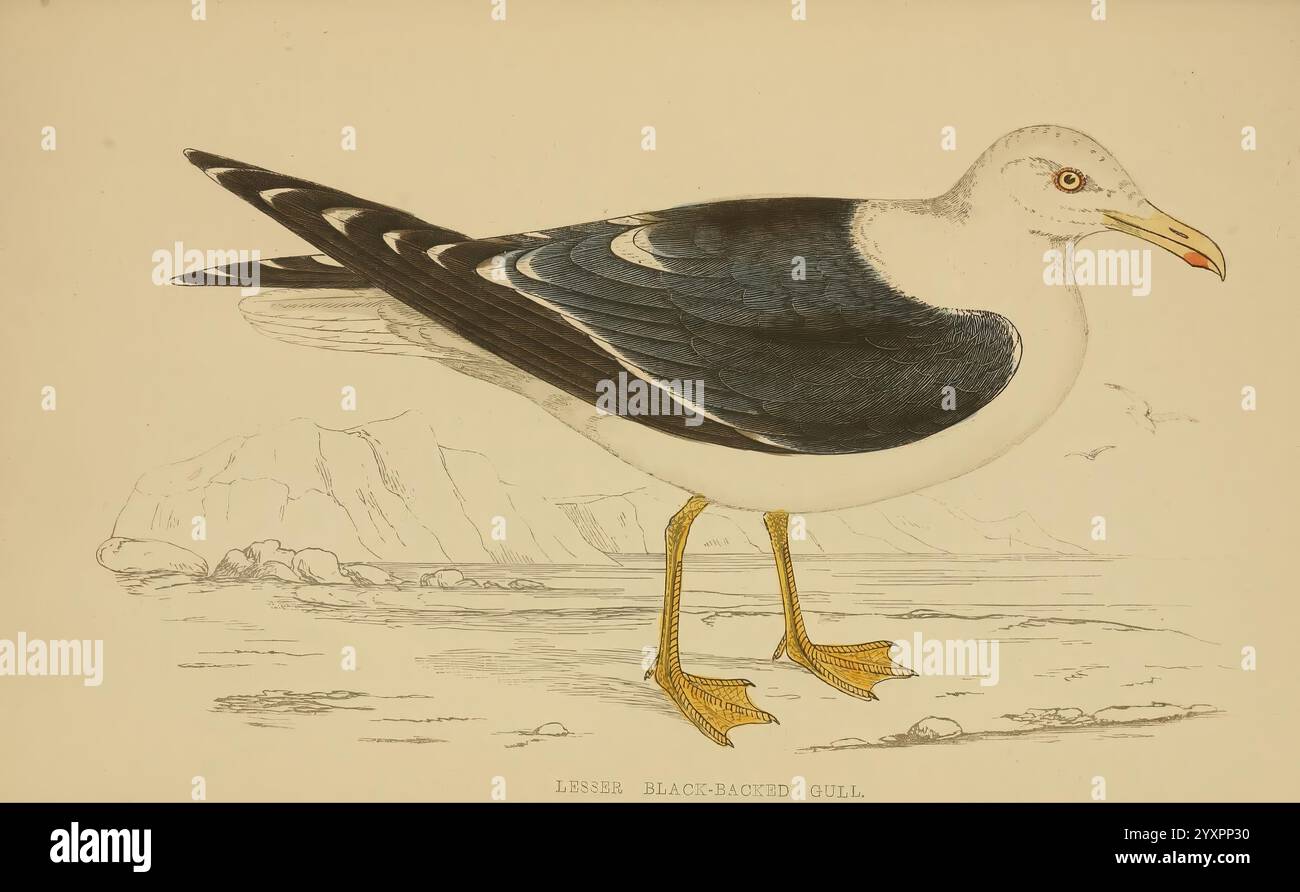 A history of British birds.1863-1866?, Birds, Great Britain, Bird, A detailed illustration of a ...