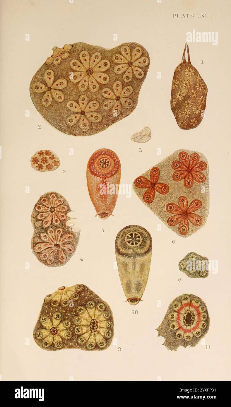 Include intricate textures hi-res stock photography and images - Alamy