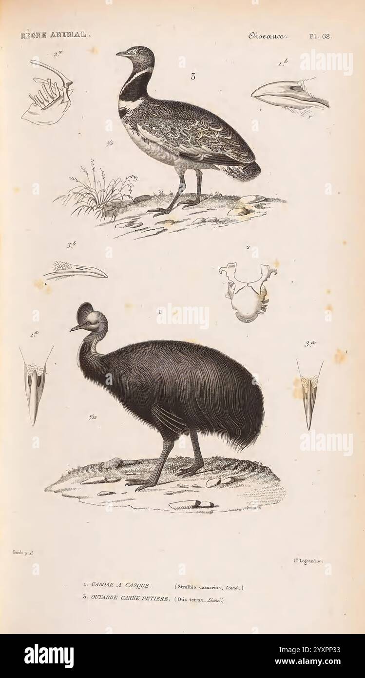 Le règne animal distribué d'après son organisation Paris, 1836-1849 ...