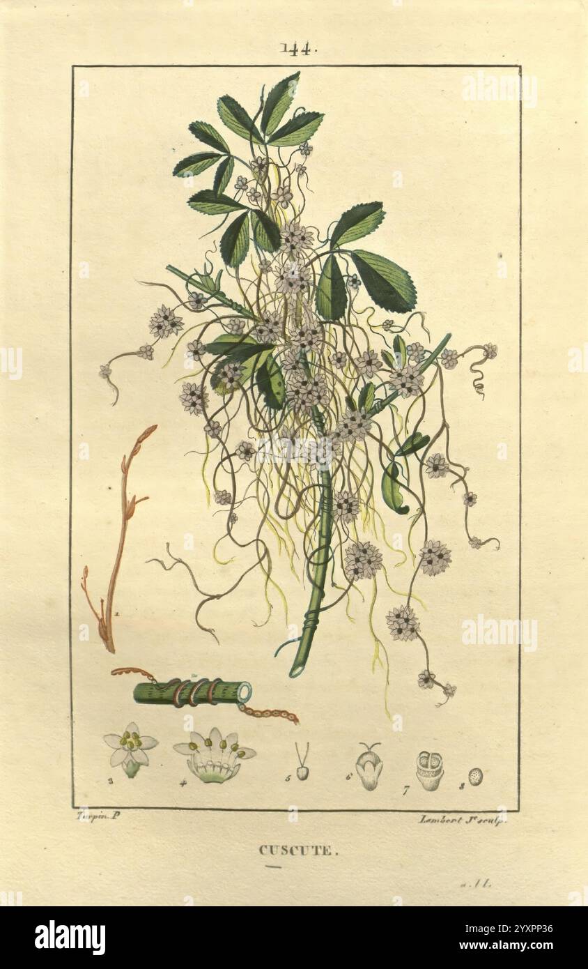 Flore médicale Paris Imprimerie de C.L.F. Panckoucke 1828-1832 1833 ...