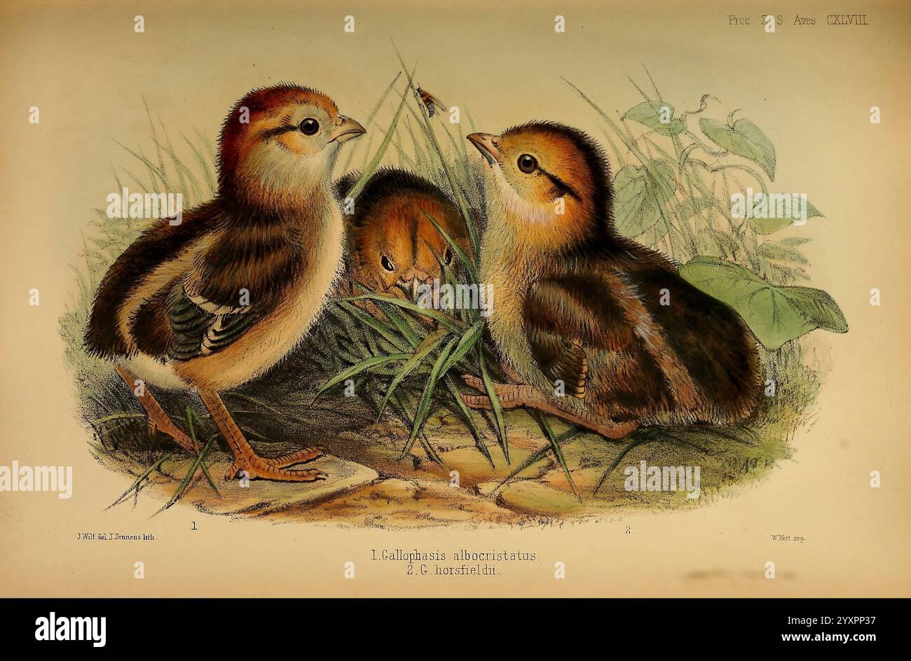 Chicks delicate forms hi-res stock photography and images - Alamy