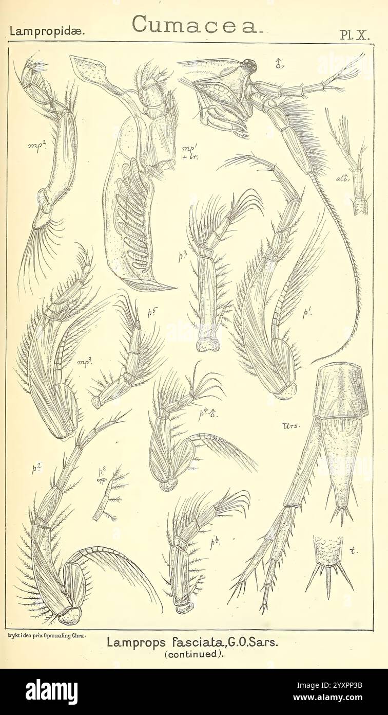 Lamprops fasciata species hi-res stock photography and images - Alamy