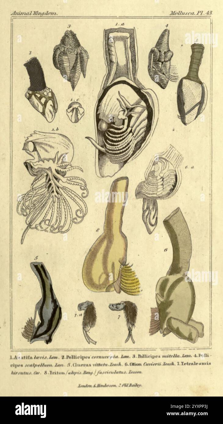 Understanding fish morphology hi-res stock photography and images - Alamy