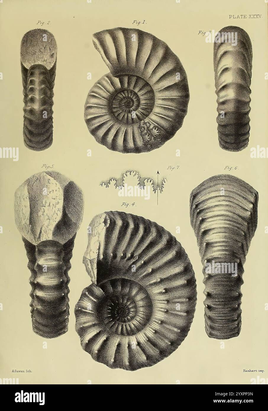 Ammonites morphology hi-res stock photography and images - Alamy