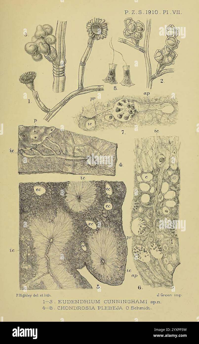 Proceedings of the Zoological Society of London, London, Academic Press ...
