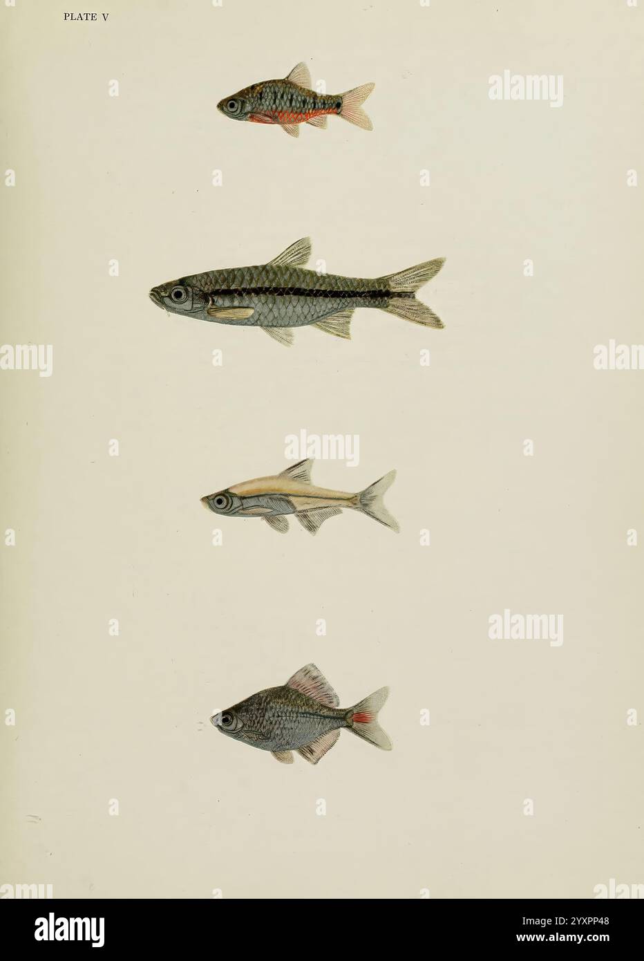 Third fish displays hi-res stock photography and images - Alamy