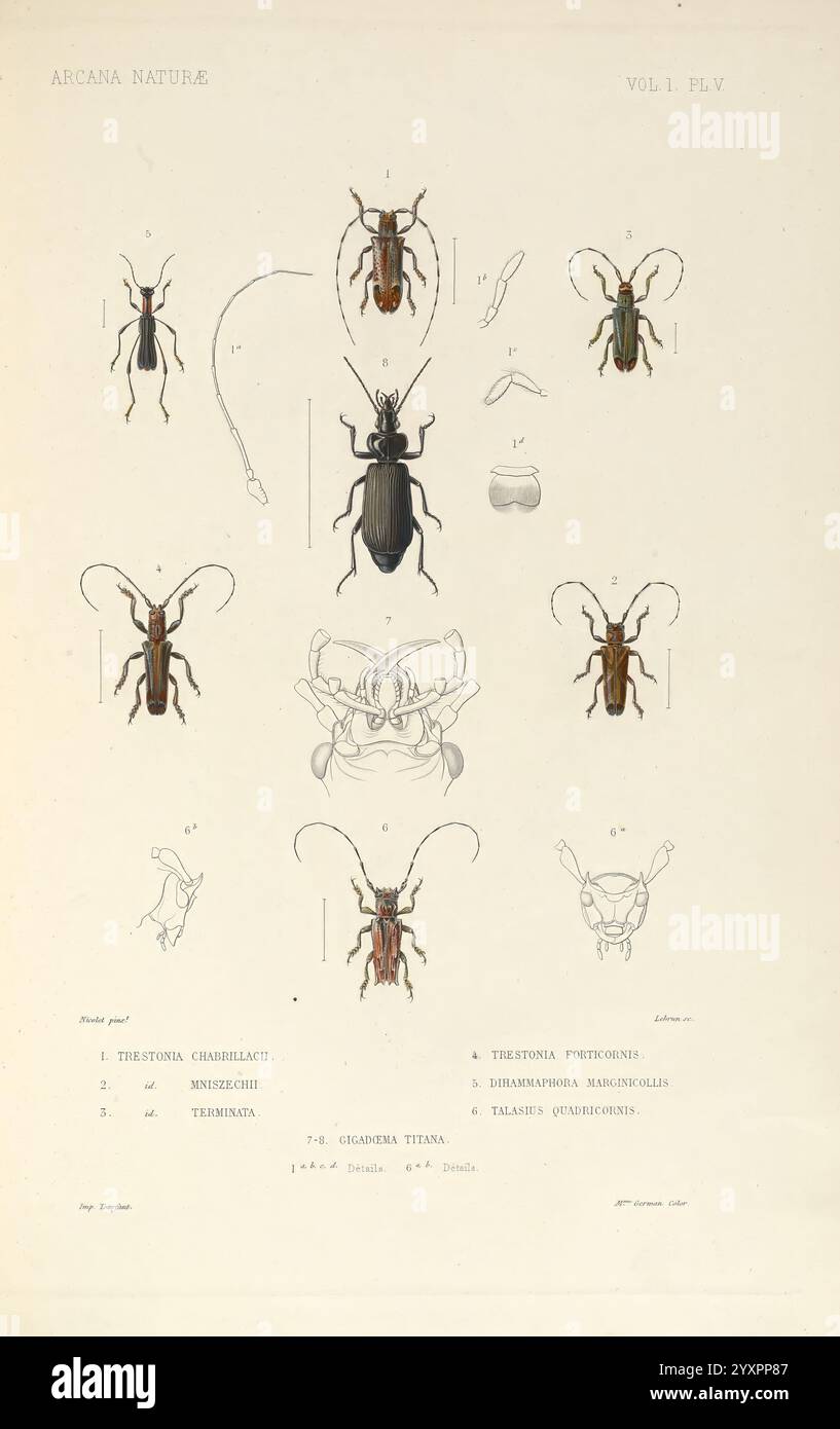 Talasius quadricornis hi-res stock photography and images - Alamy
