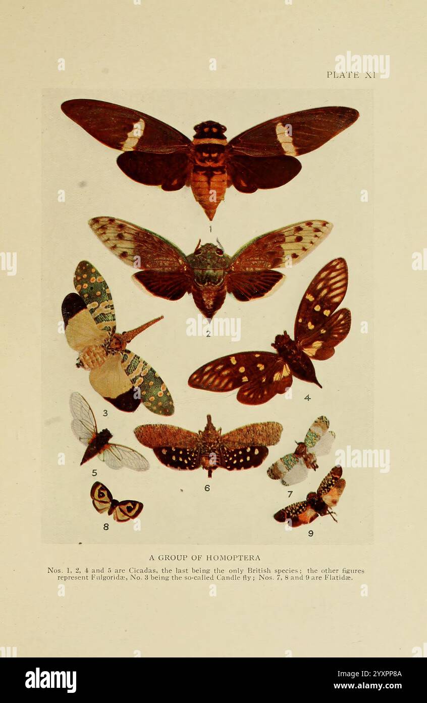 Insect life, London, A. & C. Black, Ltd, 1921, arthropoda, entomology ...