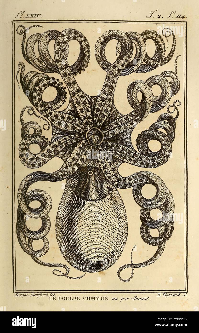 Le poulpe commun hi-res stock photography and images - Alamy