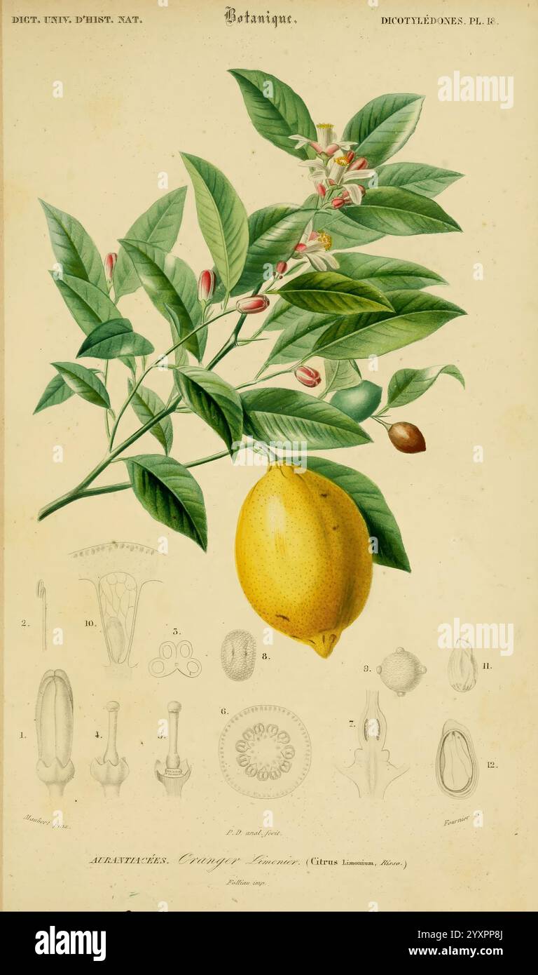 Artwork beautifully combines artistic detail hi-res stock photography ...