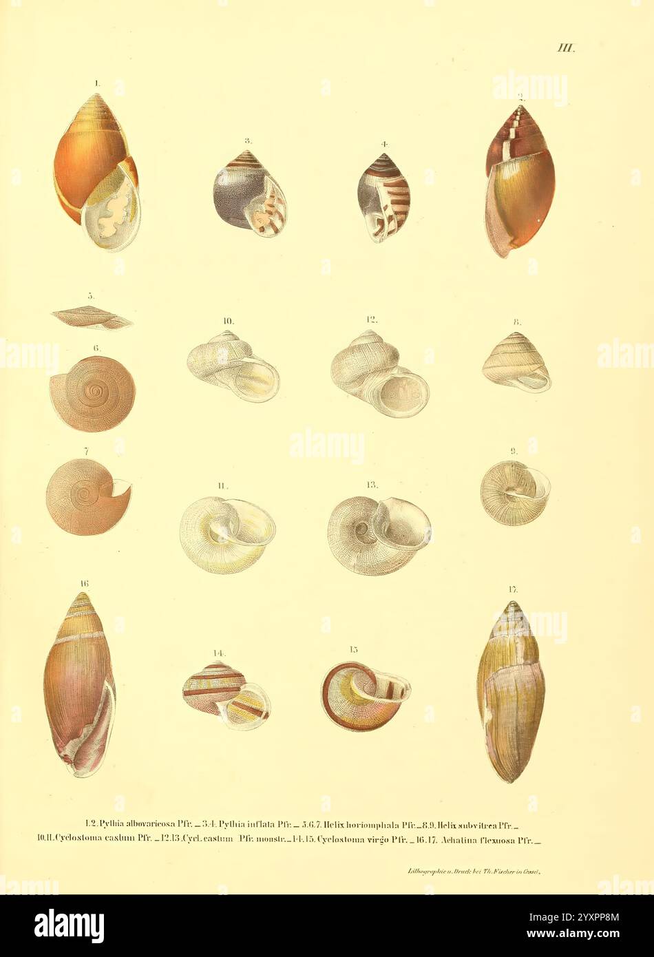 Arrangement displays shells hi-res stock photography and images - Alamy