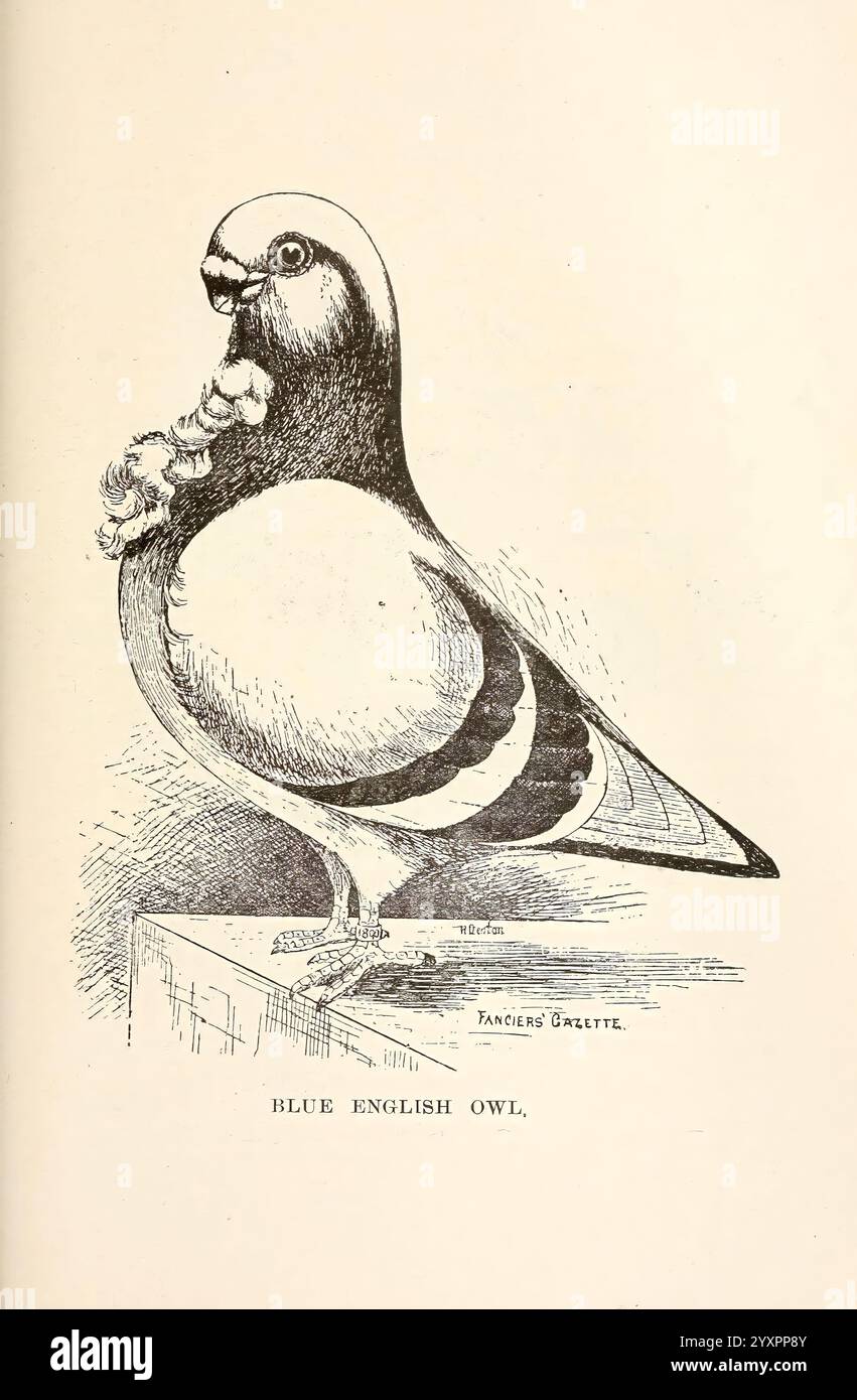 Contrasting lighter shades hi-res stock photography and images - Alamy