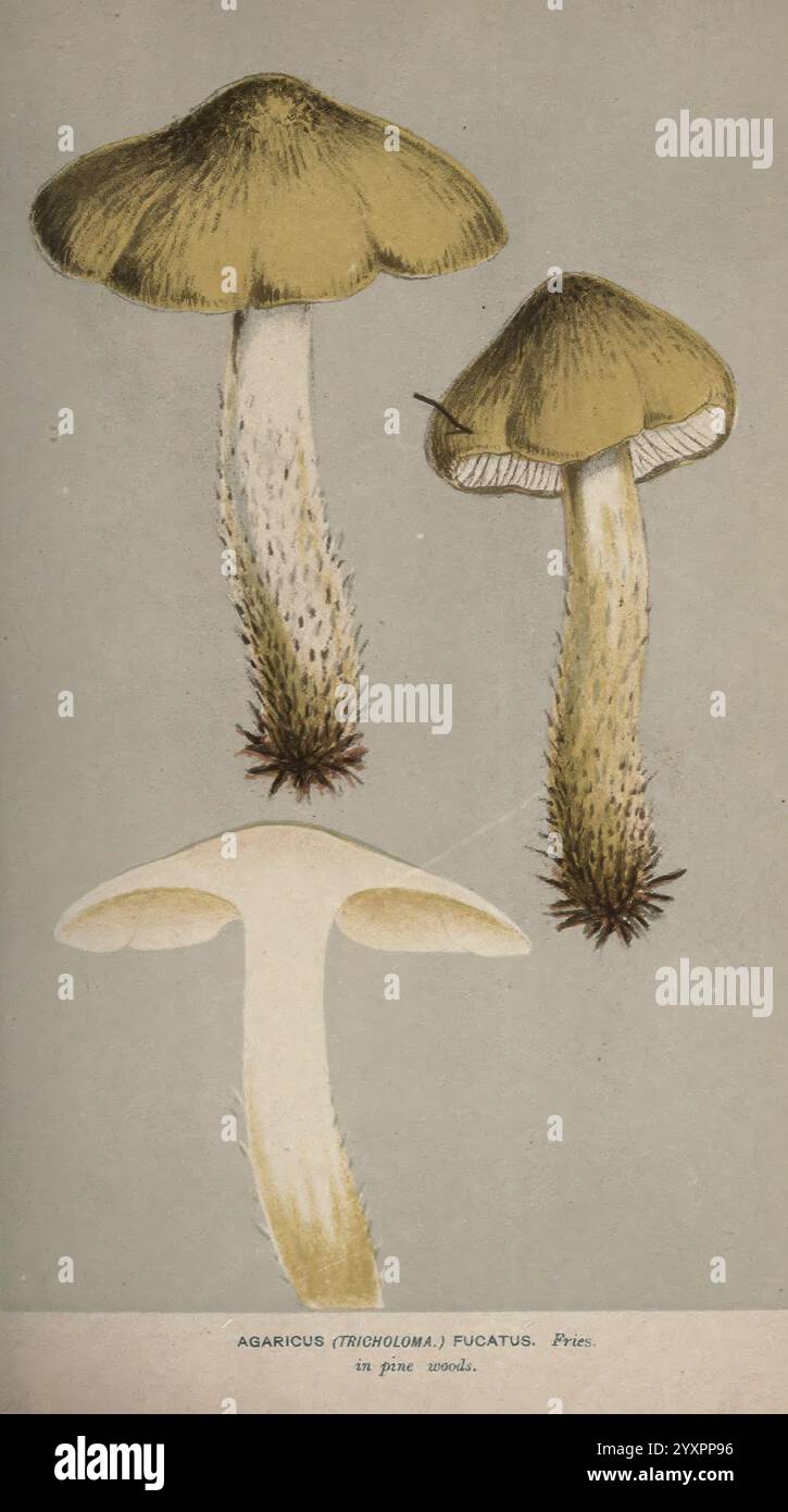 Illustrations of British Fungi (Hymenomycetes), to serve as an atlas to ...
