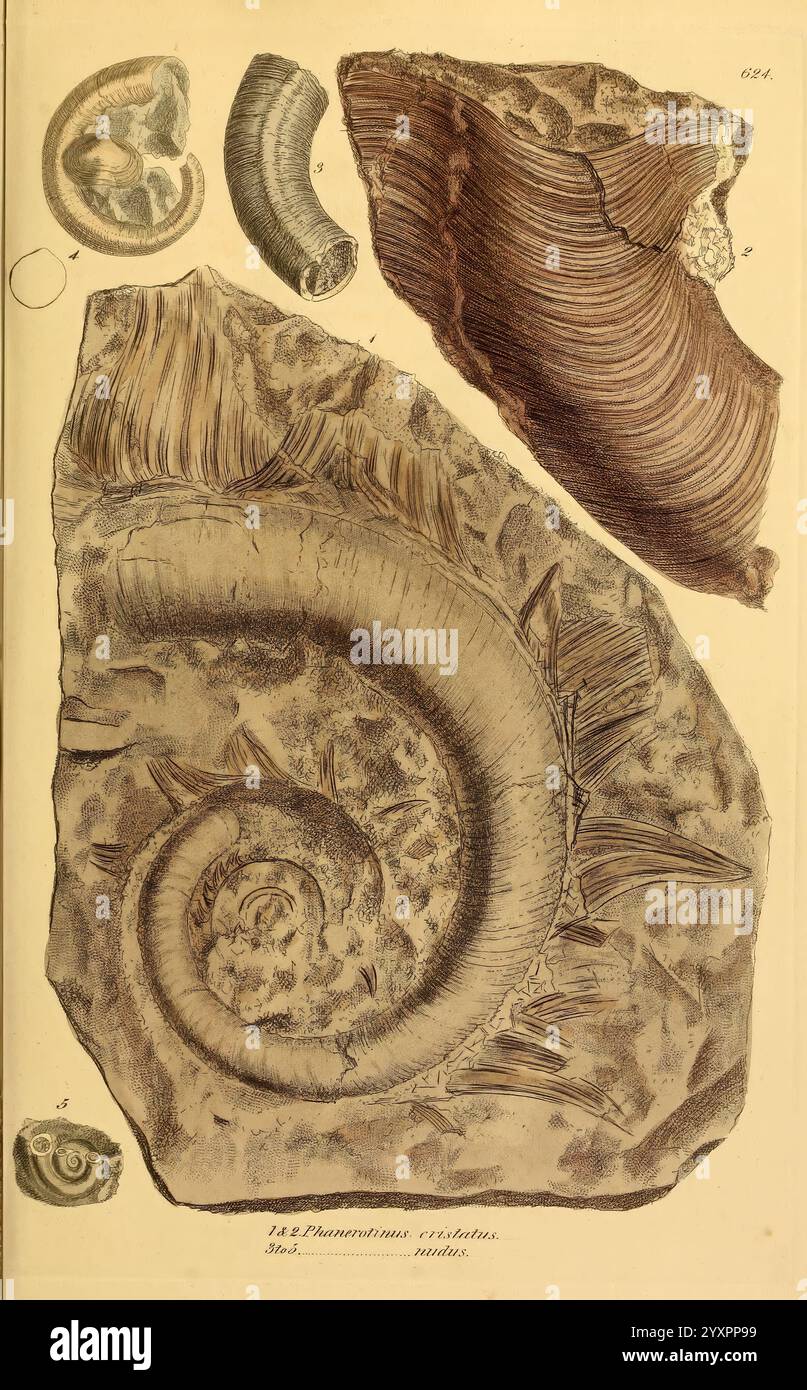 Showcasing various fossilization patterns hi-res stock photography and ...
