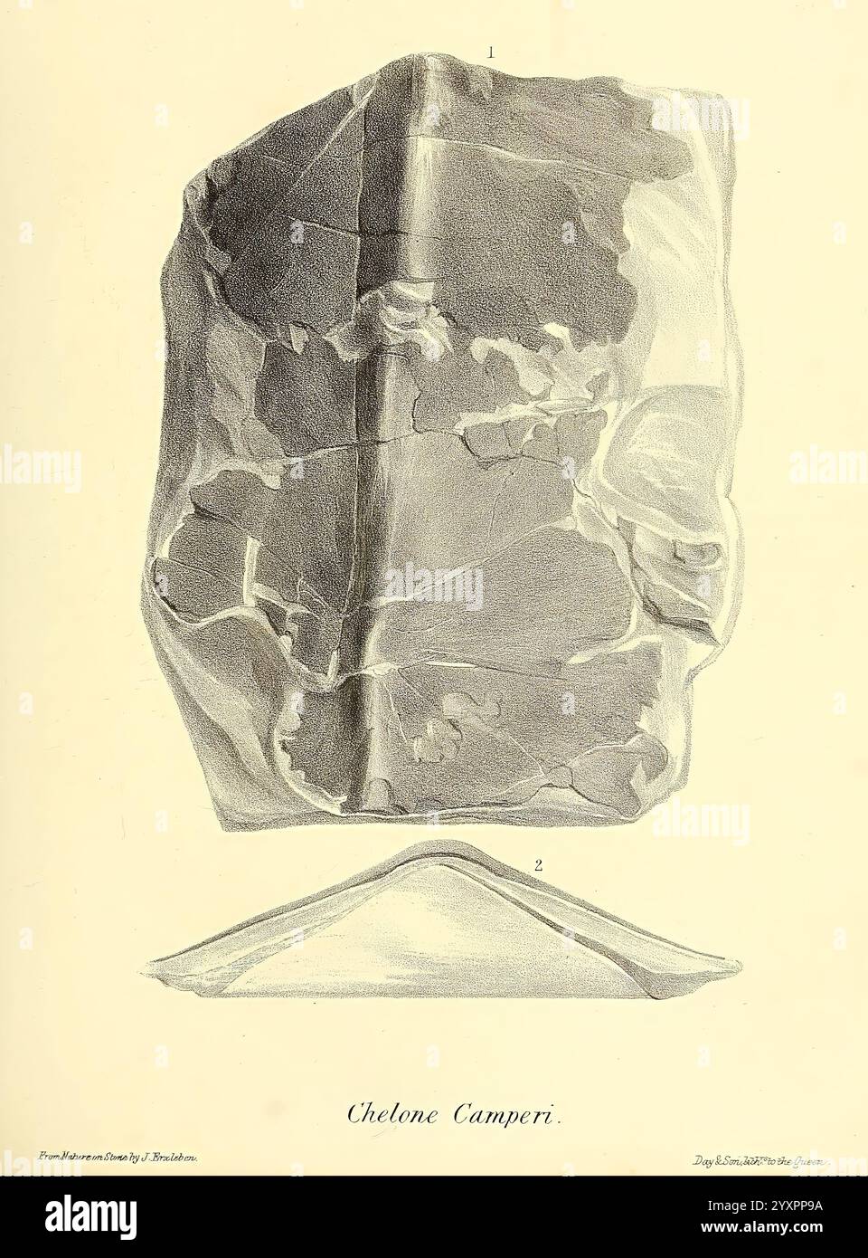Geological specimen labeled hi-res stock photography and images - Alamy