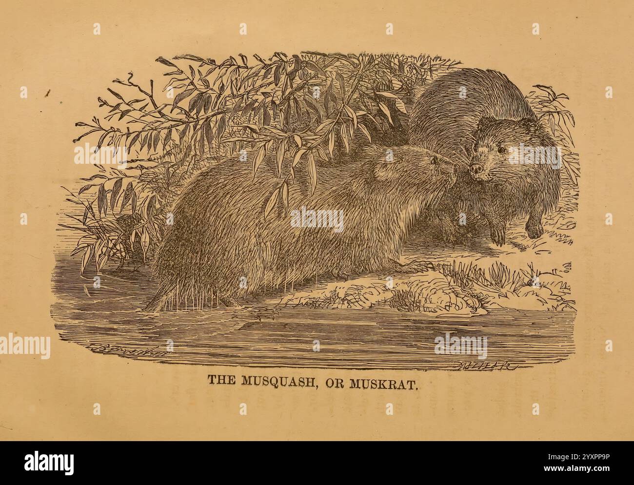 Natural history of western wild animals and guide for hunters, trappers ...